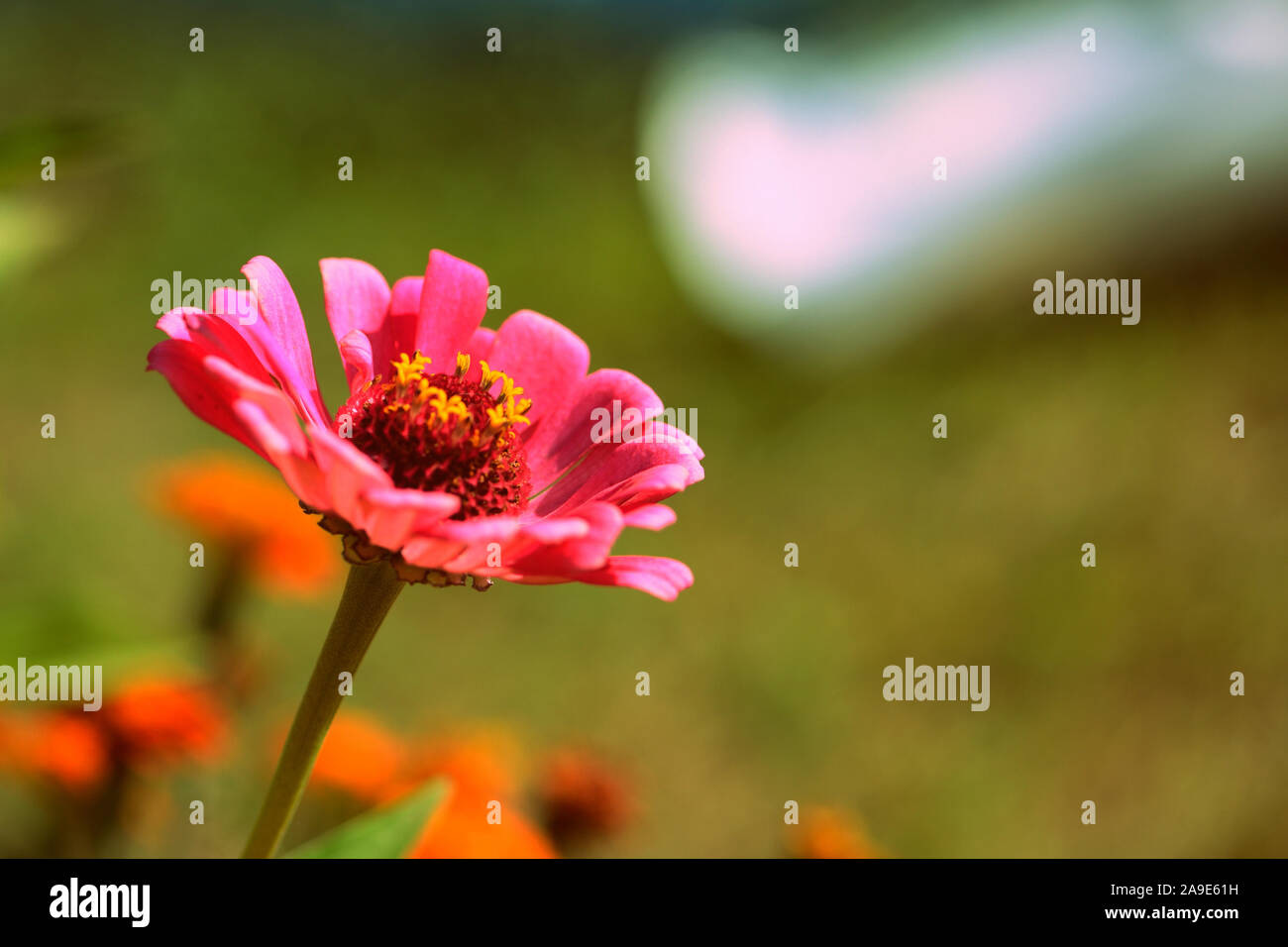 Beautiful zinnia flower in a summer garden on a sunny day close-up ...