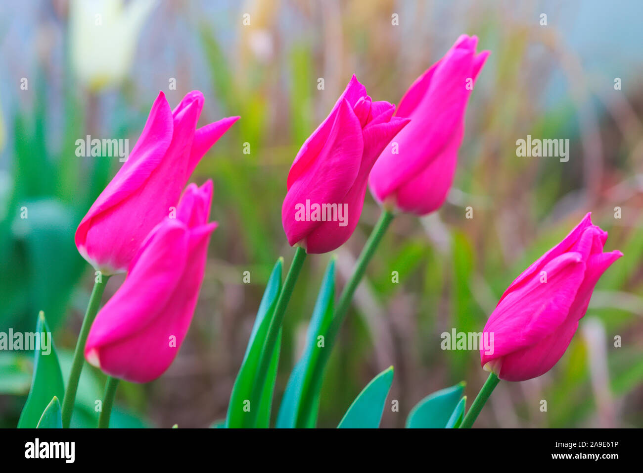 China pink hi-res stock photography and images - Alamy