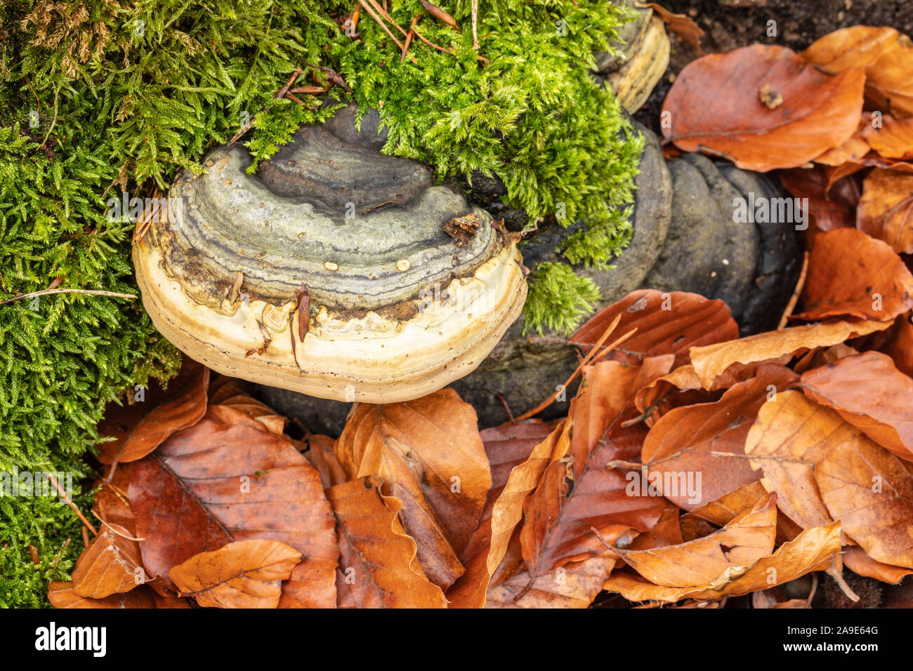 Tinder fungus in dead wood Stock Photo - Alamy