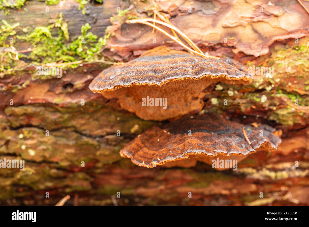 Tinder fungus in dead wood Stock Photo - Alamy