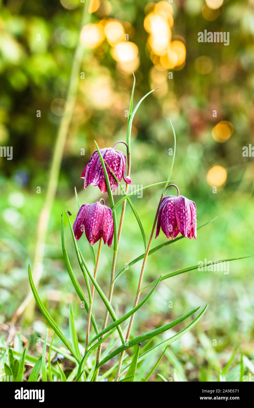 Chess flower, checkered daffodil, Fritillaria meleagris Stock Photo - Alamy
