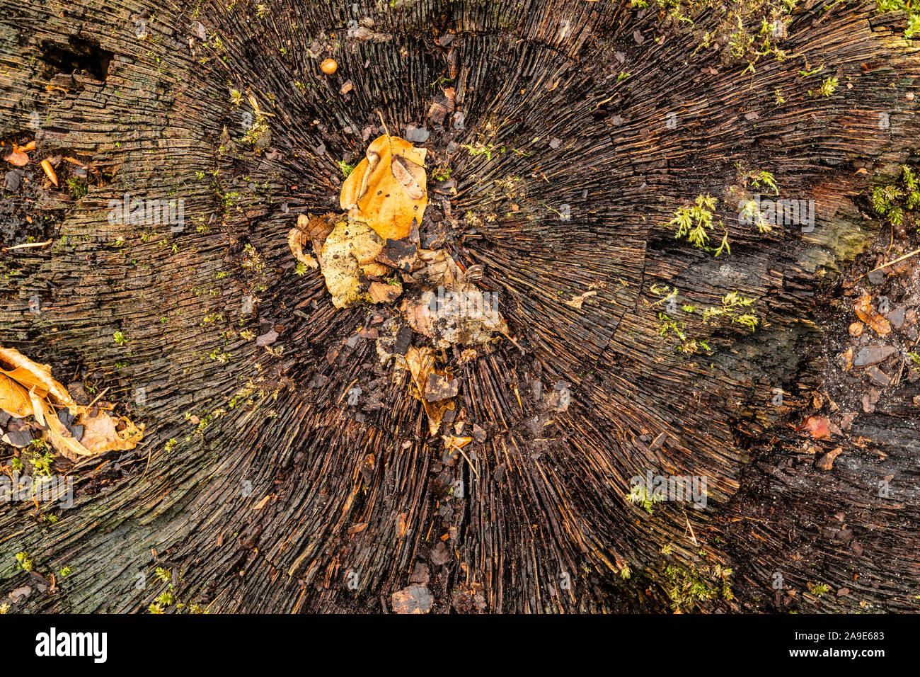 Weather-beaten wood, wallpaper, tree stump Stock Photo - Alamy