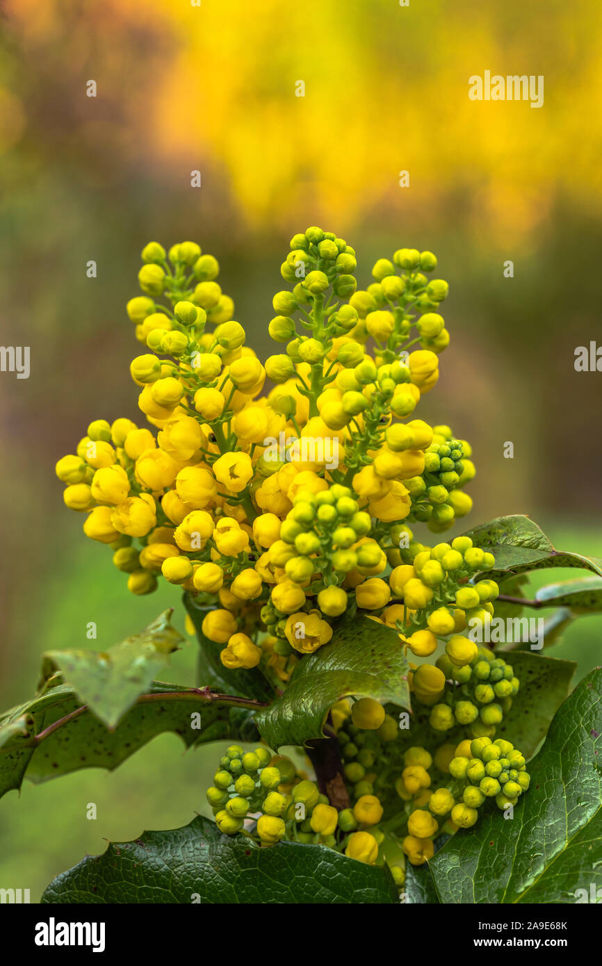 Holly hedges hi-res stock photography and images - Alamy