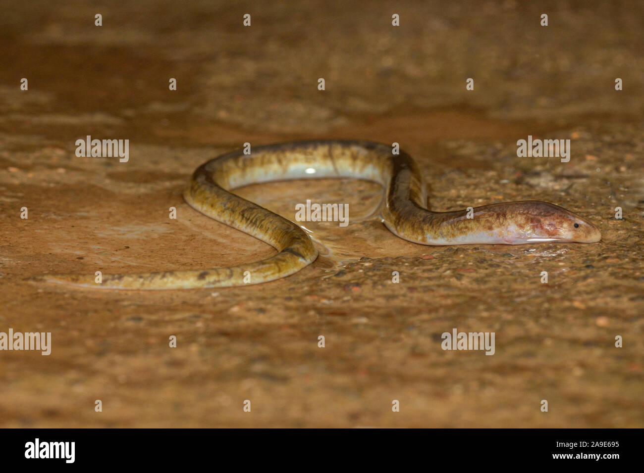 Fresh Water Eel seen at Mahabaleshwar,Maharashtra,India Stock Photo - Alamy