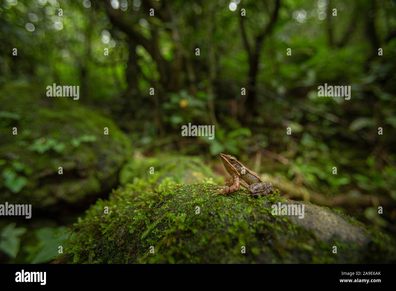 Frog frogs hylarana hi-res stock photography and images - Alamy