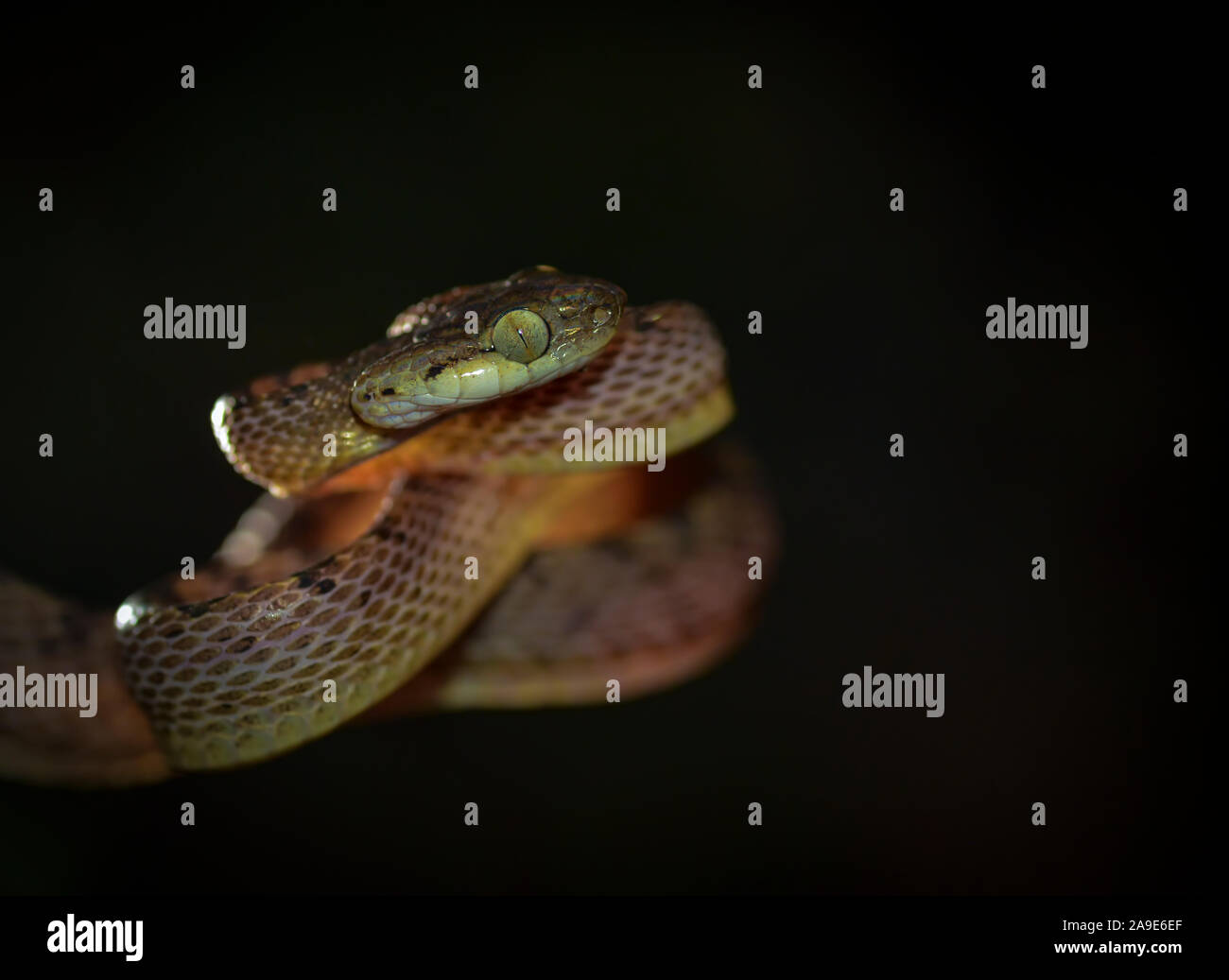 Ceylon cat snake hi-res stock photography and images - Alamy