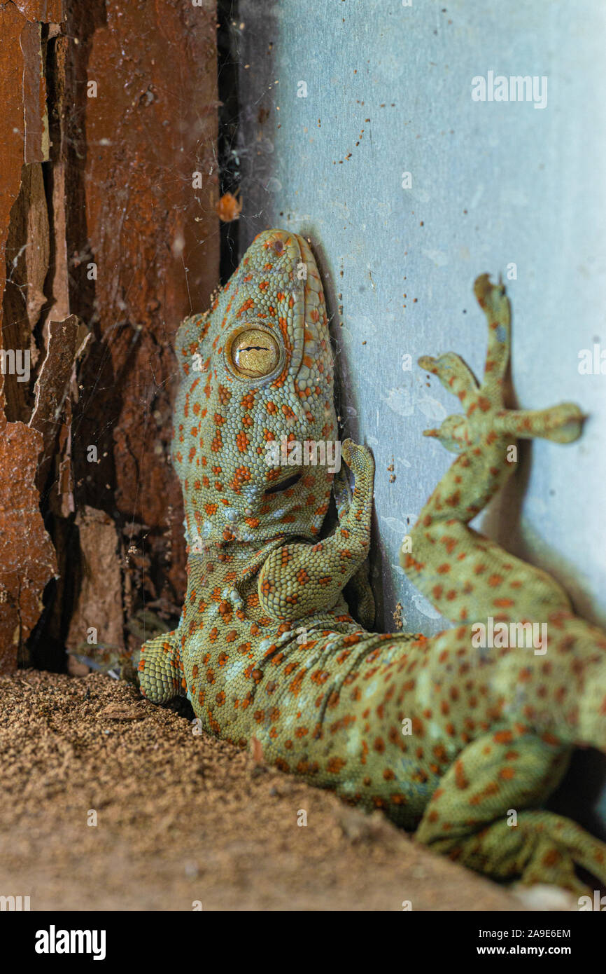 Tokay gecko (Gekko gecko) seen at Assam,India Stock Photo - Alamy
