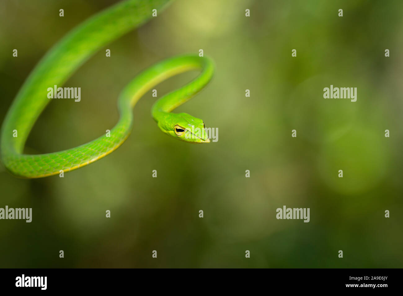 Ahaetulla nasuta or Green Vine snake seen at Matheran,Maharashtra,India ...