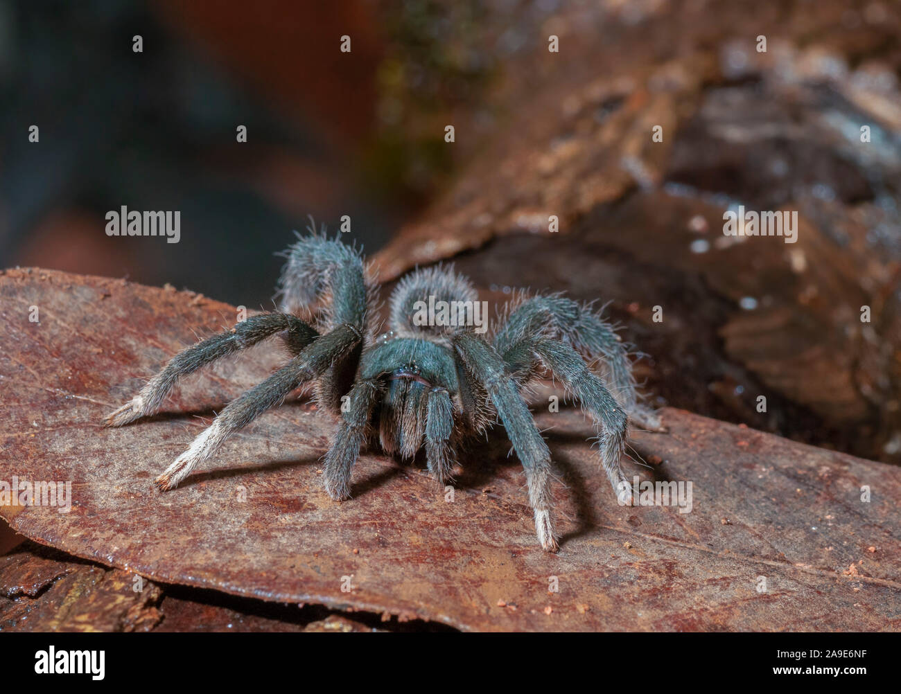 Tarantula Eggs High Resolution Stock Photography and Images - Alamy