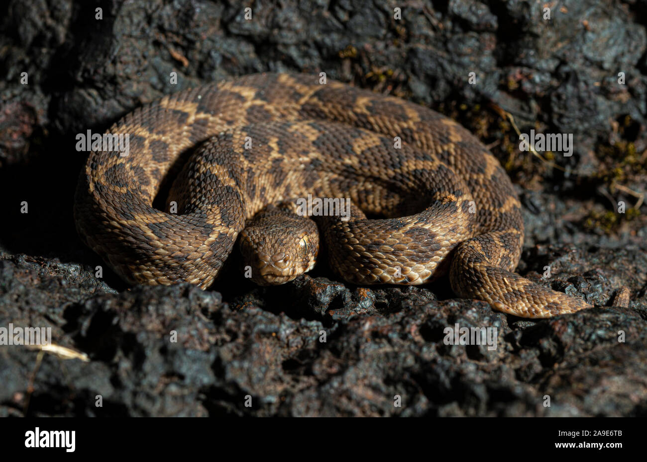 Saw scaled viper hi-res stock photography and images - Alamy