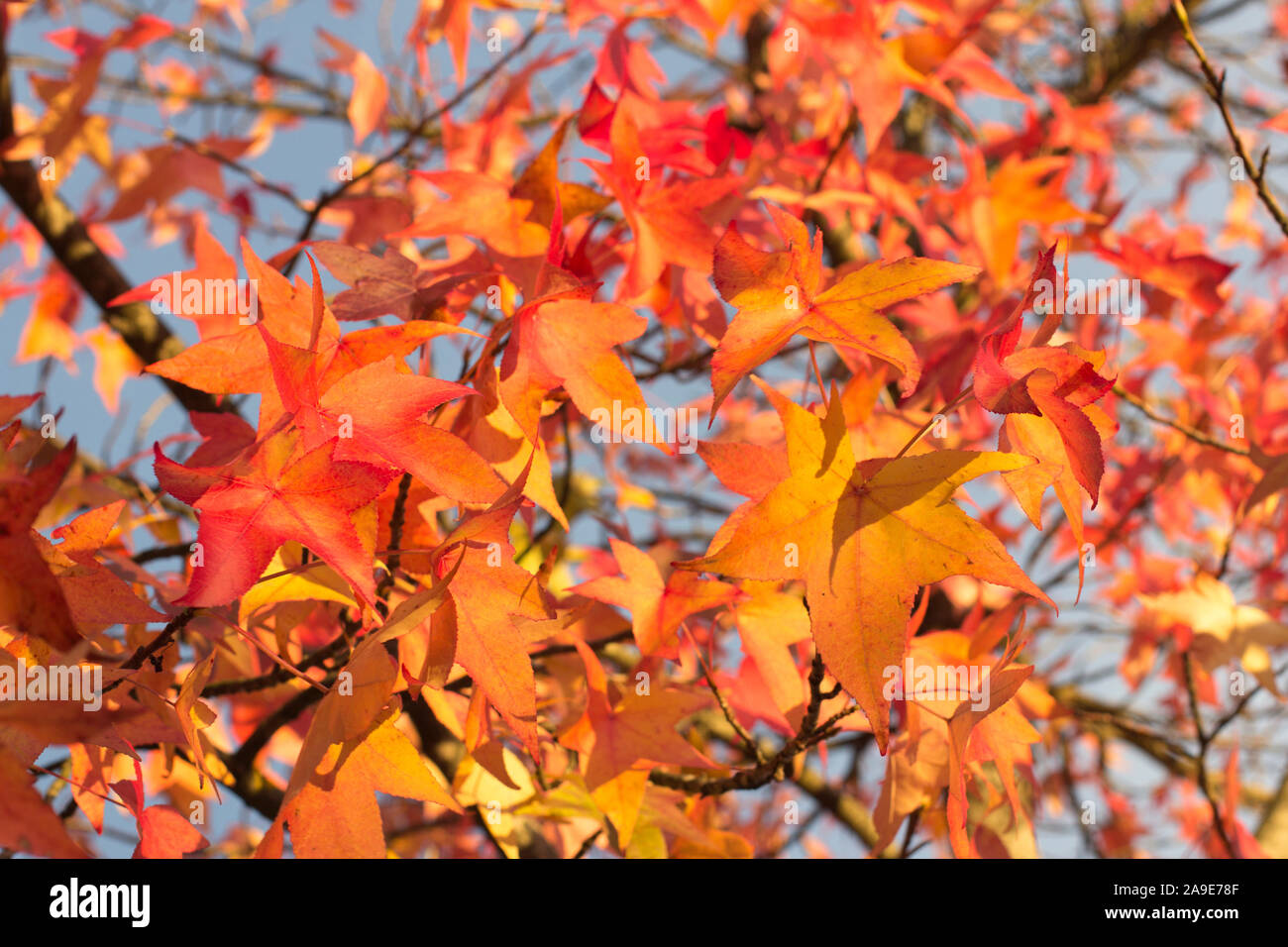 Shiny multicoloured leaves hi-res stock photography and images - Alamy