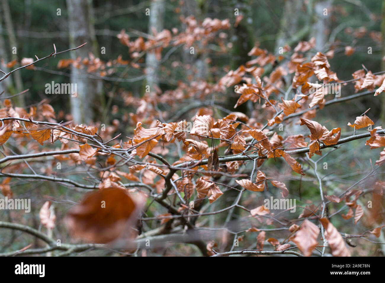 Diagonal angle of view by trunks Stock Photo - Alamy