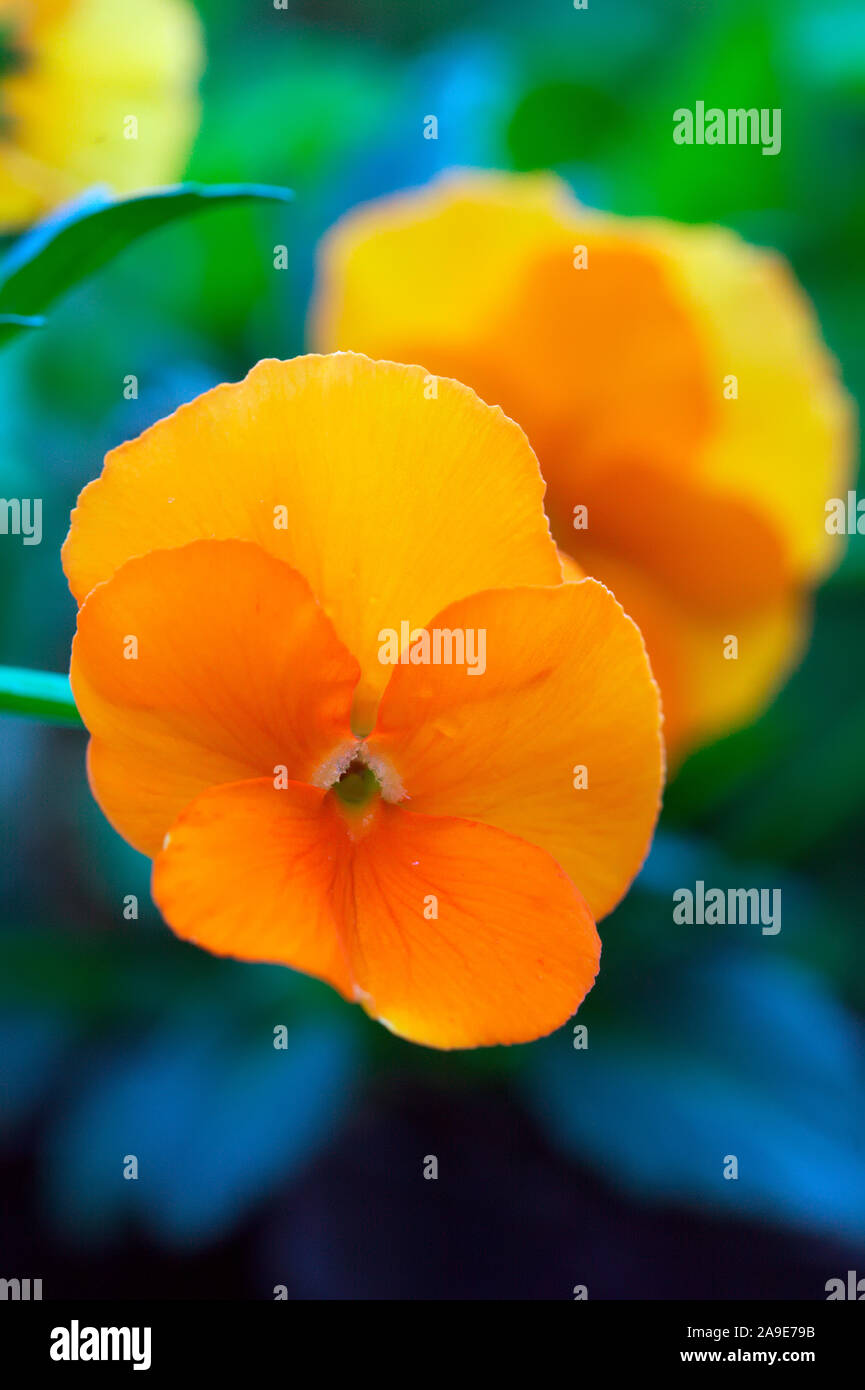 Deep orange hi-res stock photography and images - Alamy