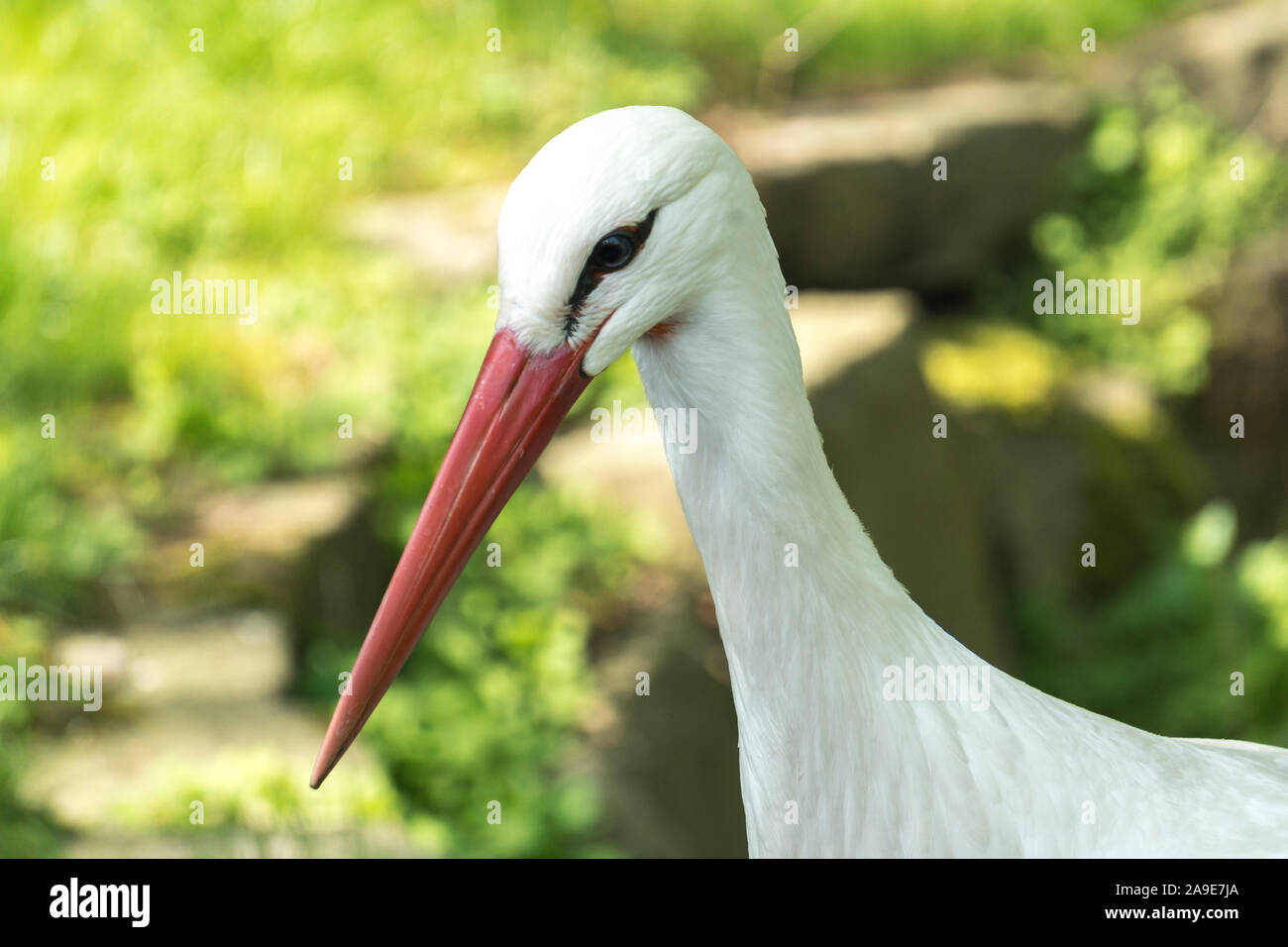 Wise stork hi-res stock photography and images - Alamy
