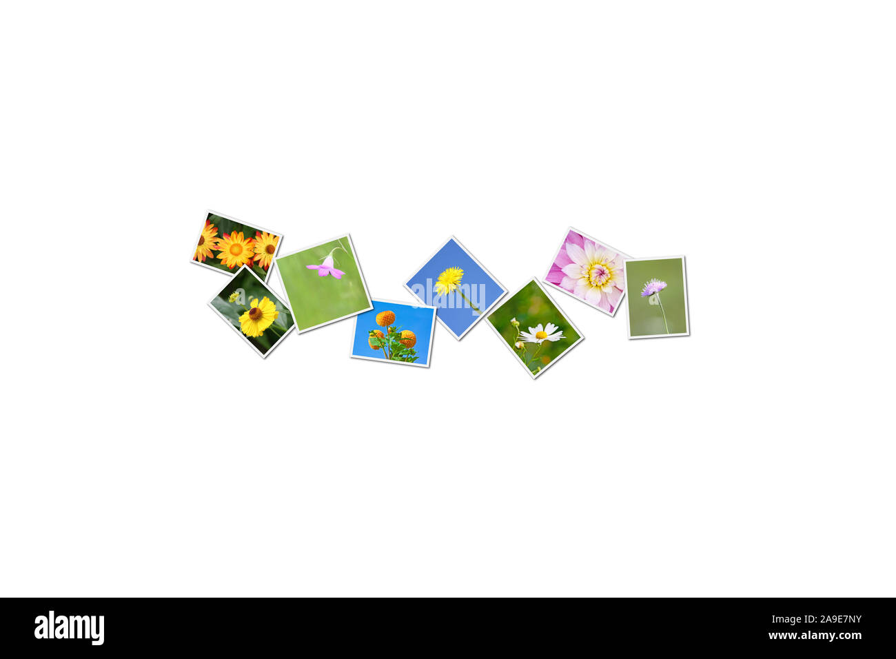 Stock photo flower Cut Out Stock Images & Pictures - Alamy