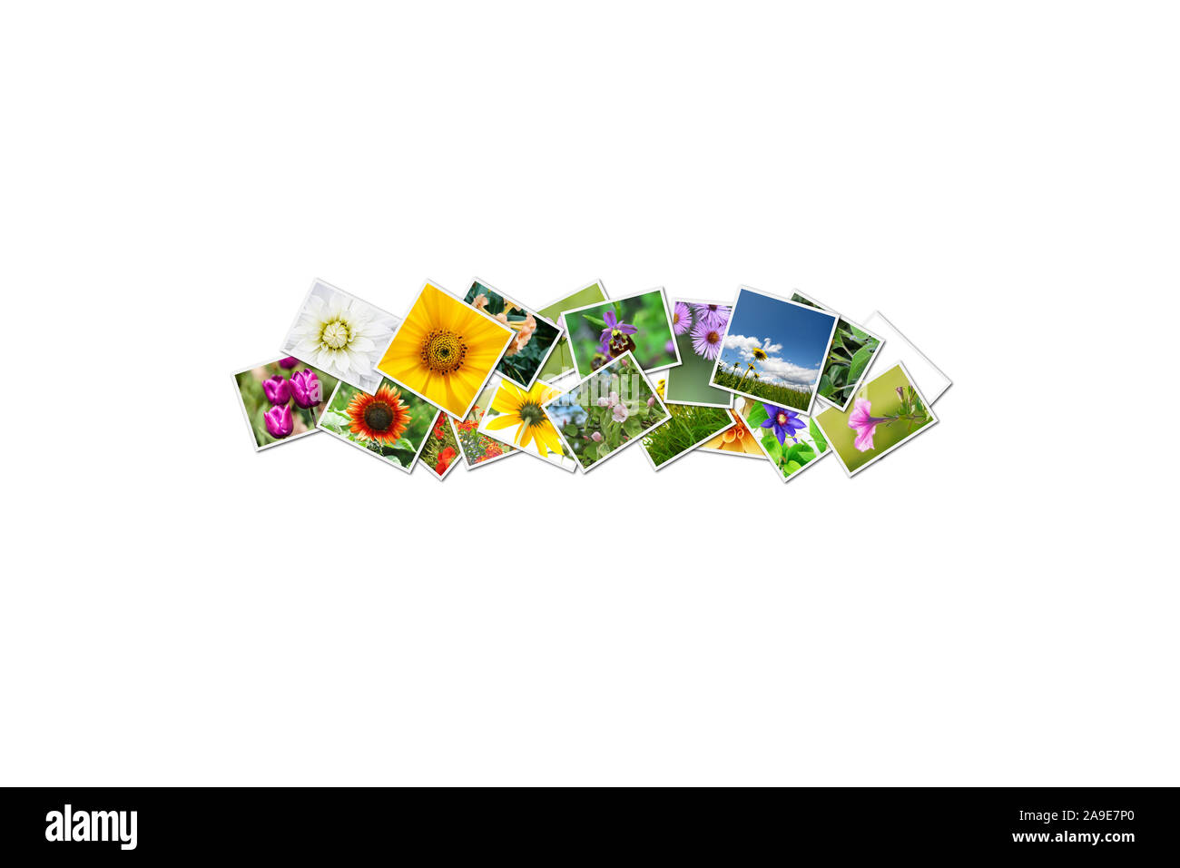 Stock photo flower Cut Out Stock Images & Pictures - Alamy