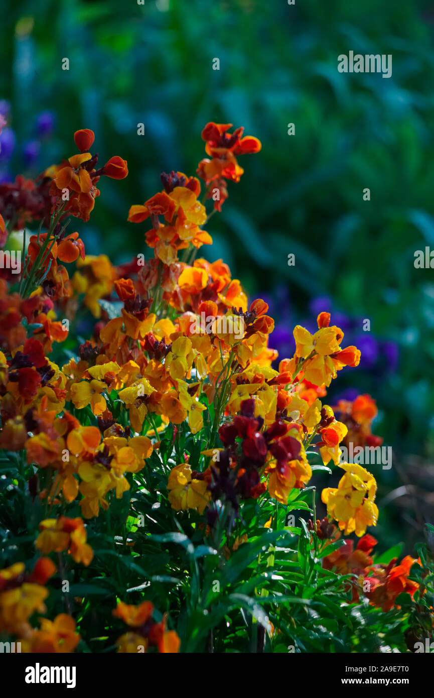 Wallflower scent hi-res stock photography and images - Alamy