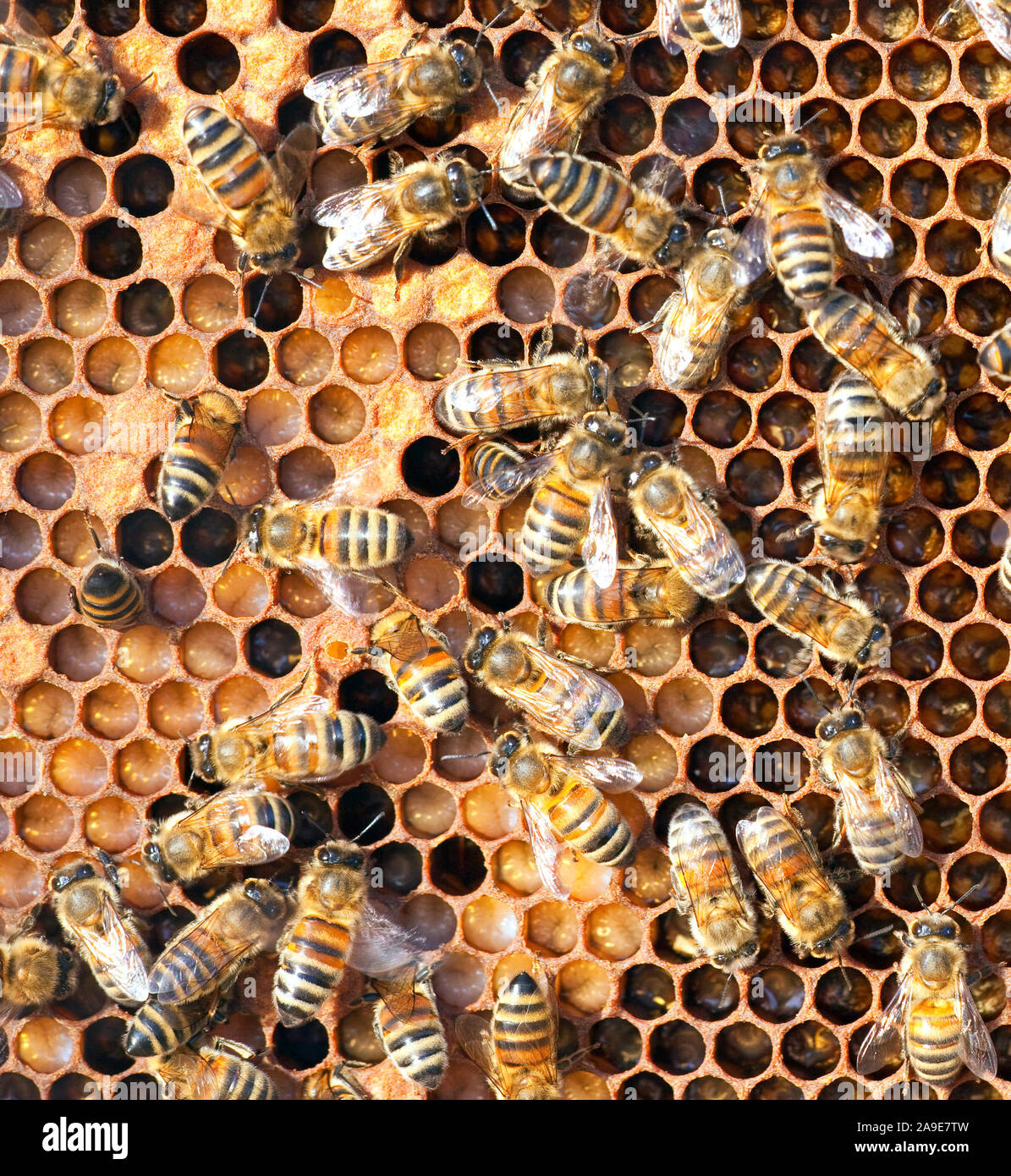 A photography of beautiful little bees in early spring time Stock Photo ...