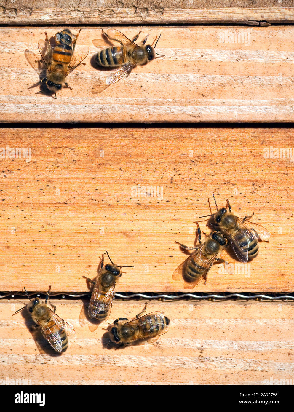 Killer bees hi-res stock photography and images - Alamy
