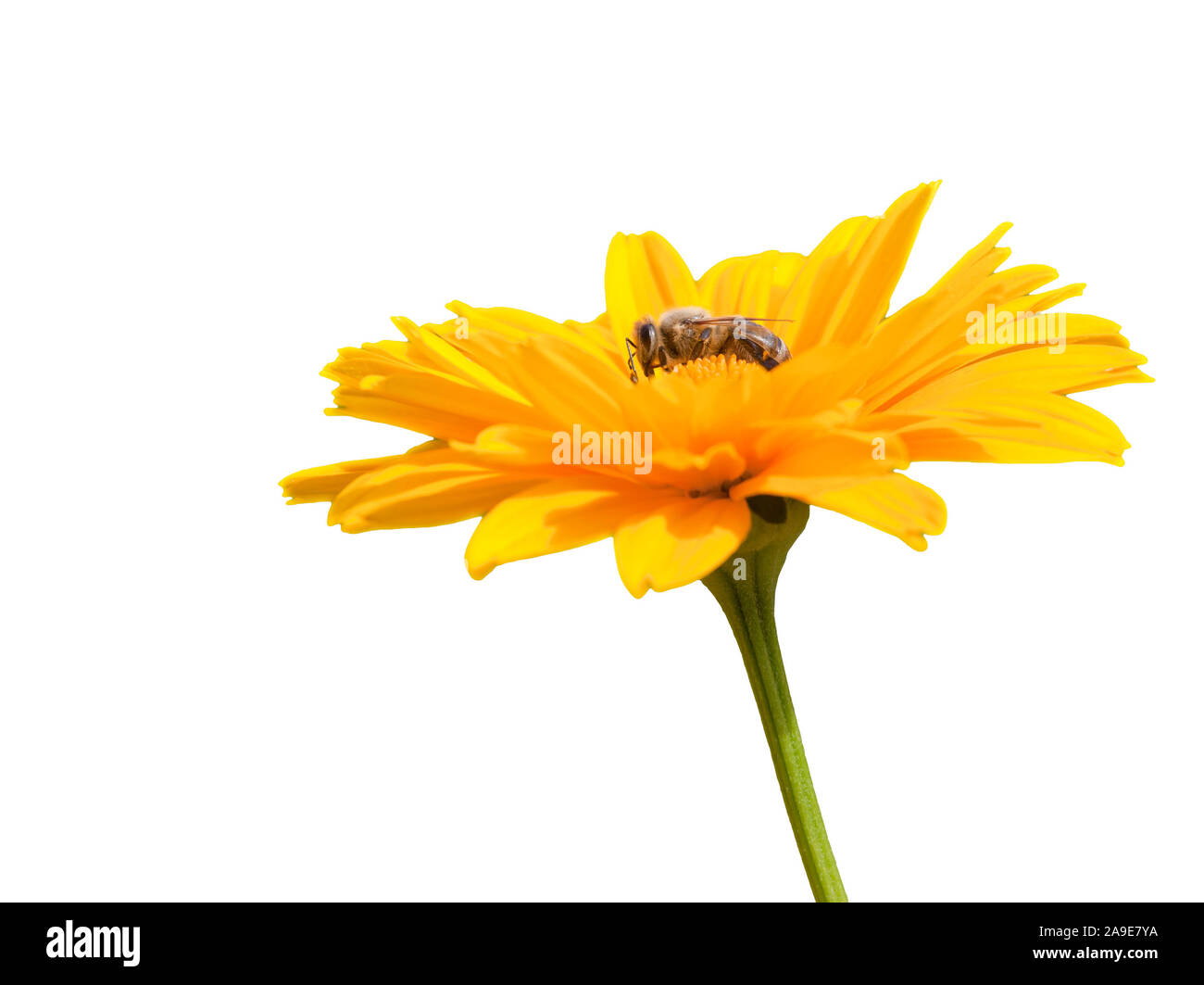 Field blue yellow wild Cut Out Stock Images & Pictures - Alamy