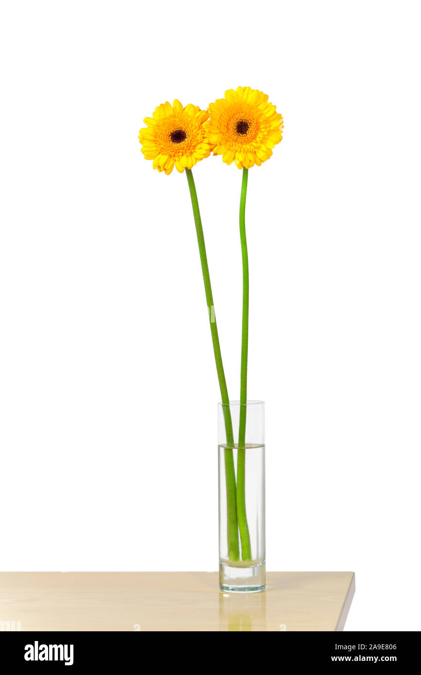 An image of two nice yellow gerber Stock Photo - Alamy