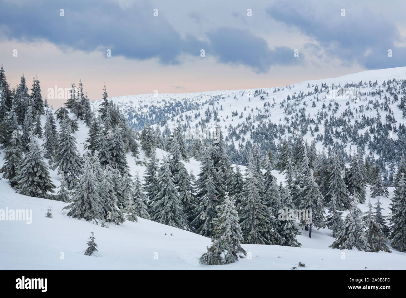 Scenic snow-covered forest in winter season. Good for Christmas ...