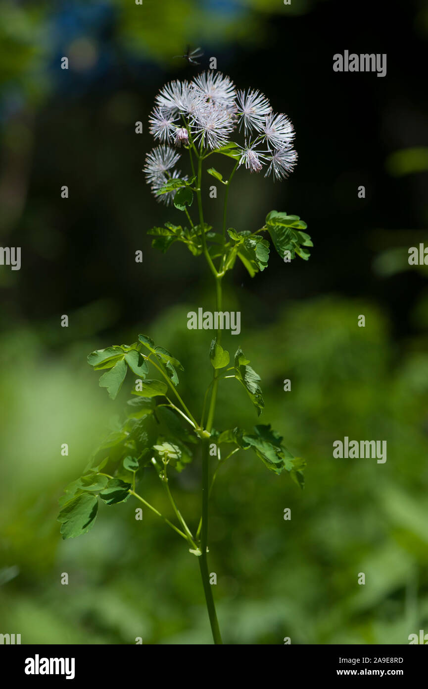 Thalictrum aquilegiifolium,Große Wiesenraute, Akeleiblaettrige ...