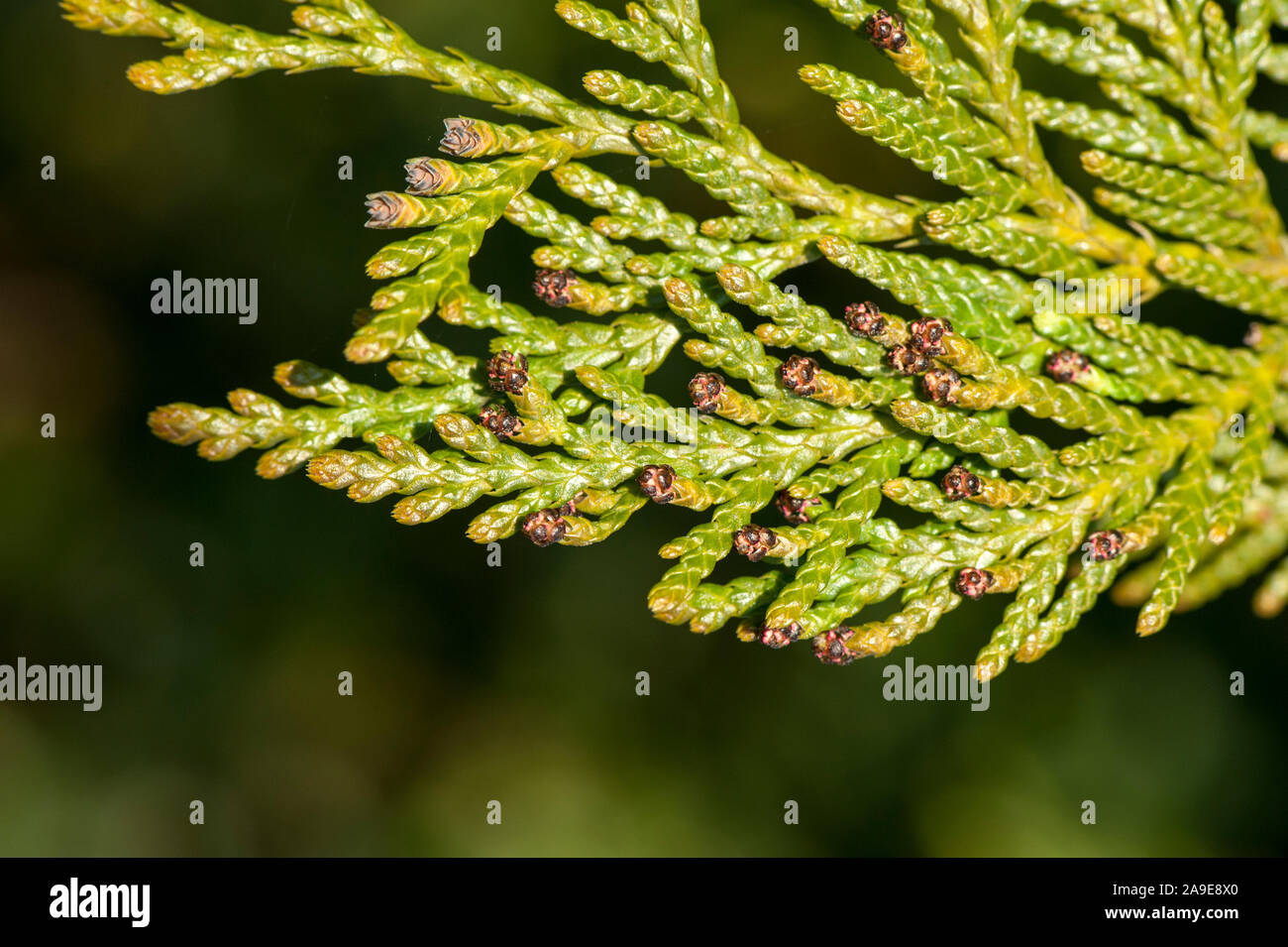 Lebensbaum baum hi-res stock photography and images - Alamy