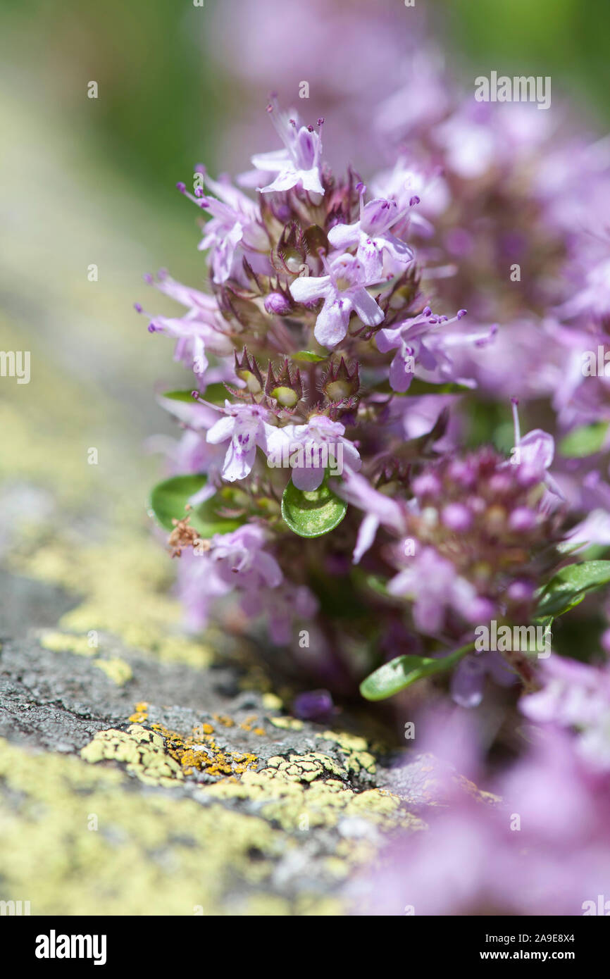 Thymus praecox ssp polytrichus hi-res stock photography and images - Alamy