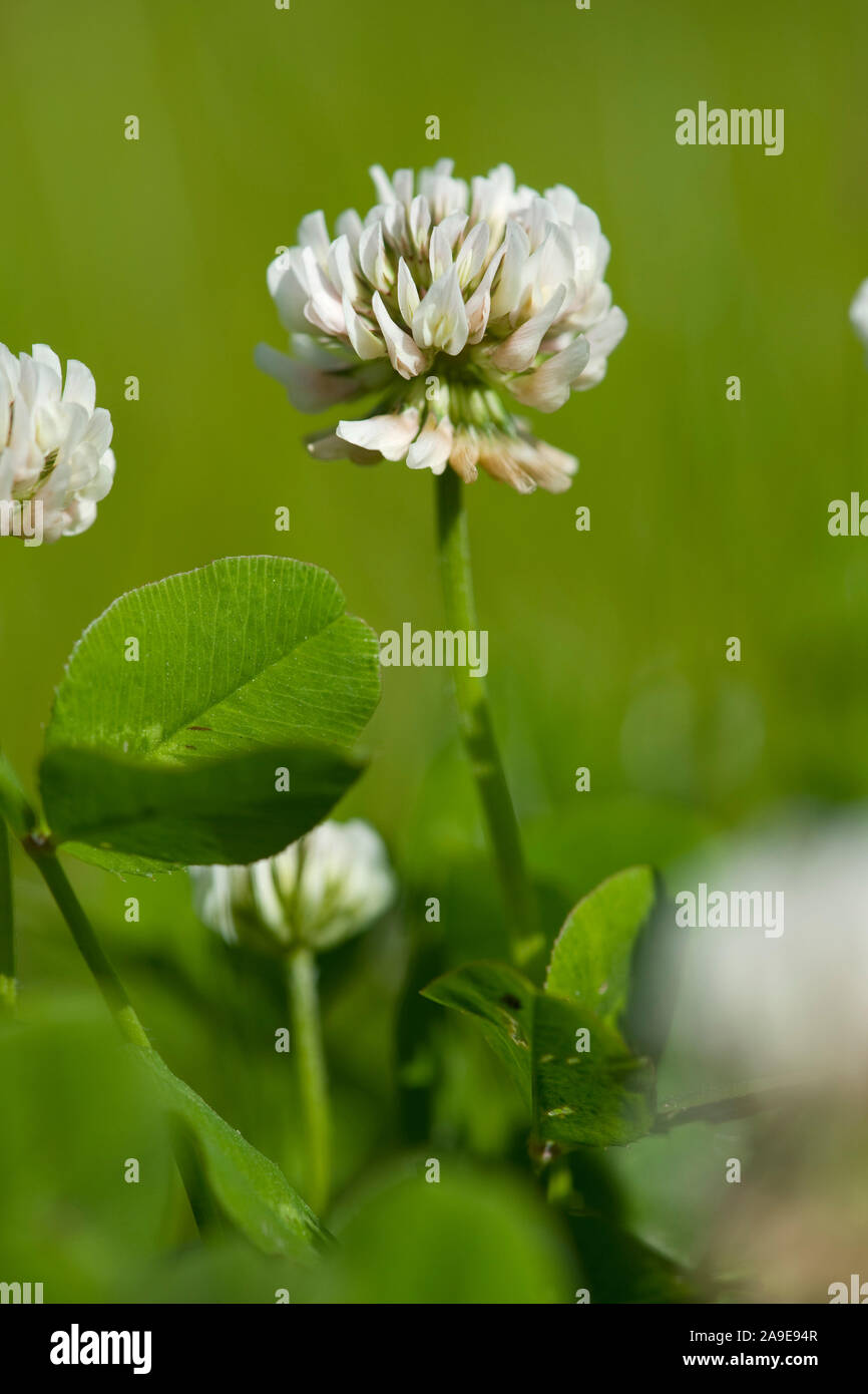 Trifolium repens,Kriechender Klee,Laemmer-Klee,Weiss-Klee,Dutch clover ...