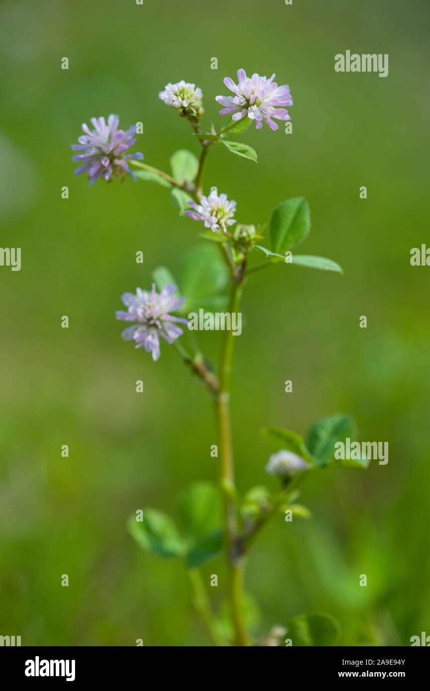 Reversed clover hi-res stock photography and images - Alamy