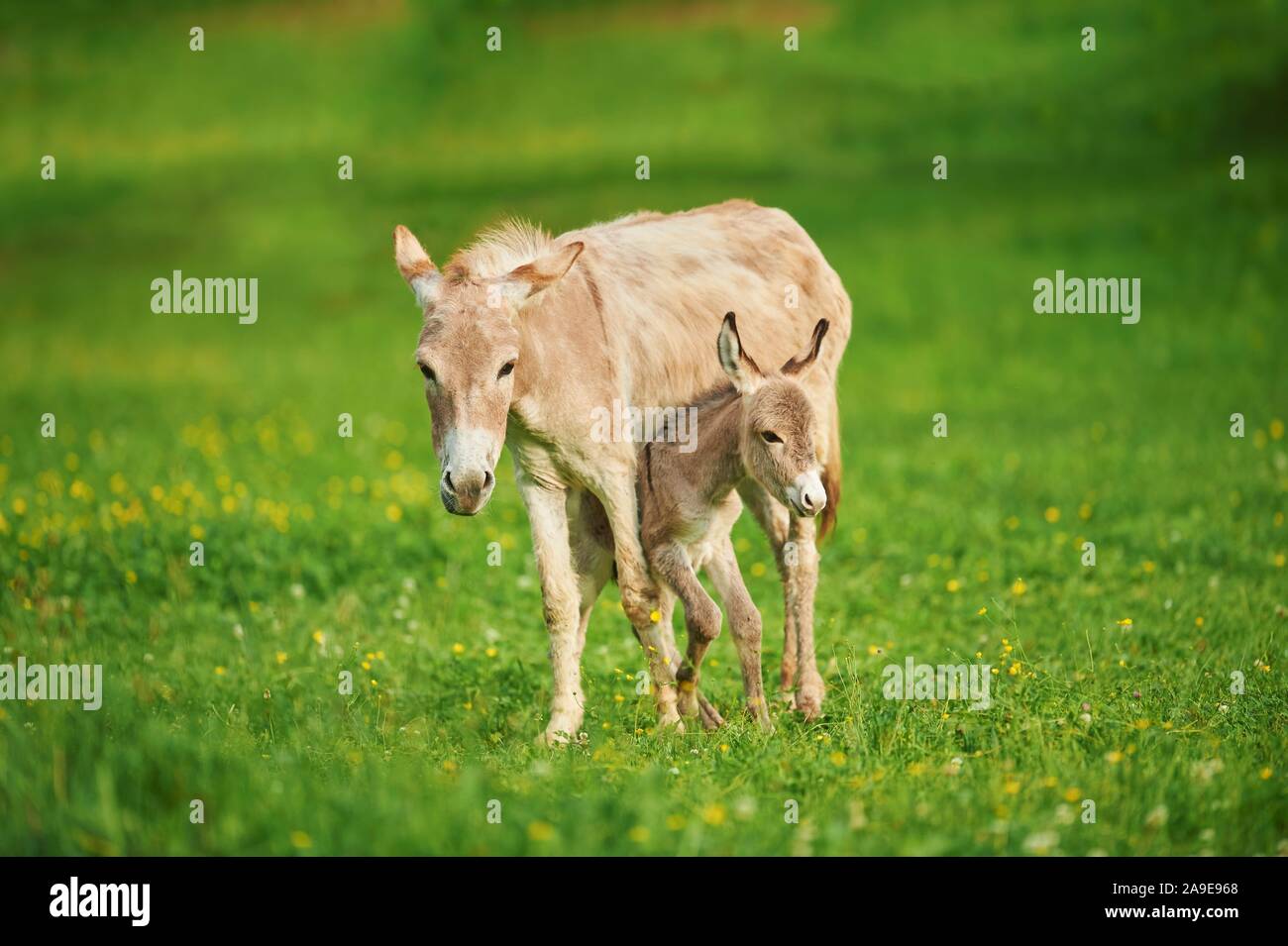House donkey, Equus asinus asinus, mare and foal on a meadow Stock ...