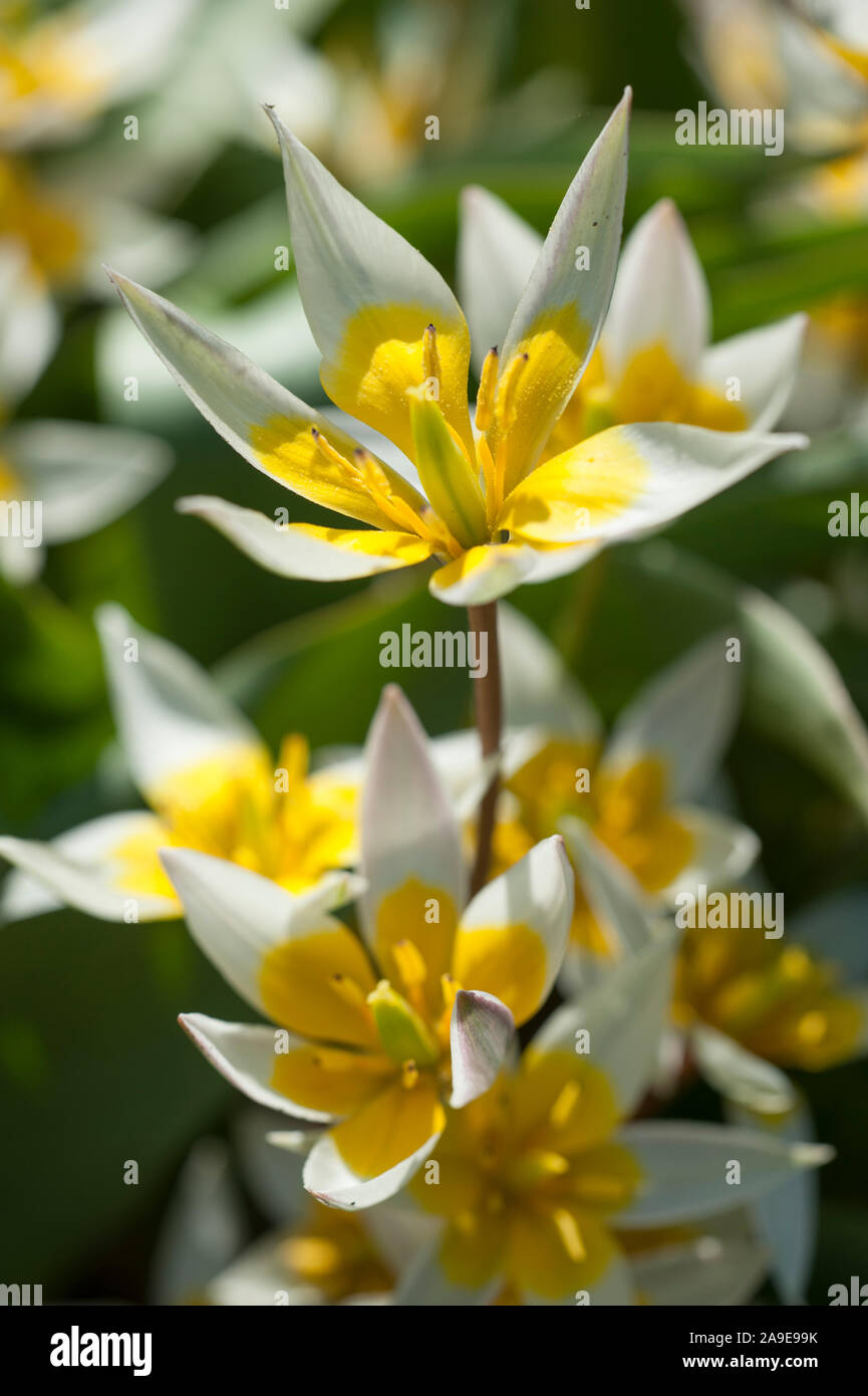 Zweibluetige hi-res stock photography and images - Alamy