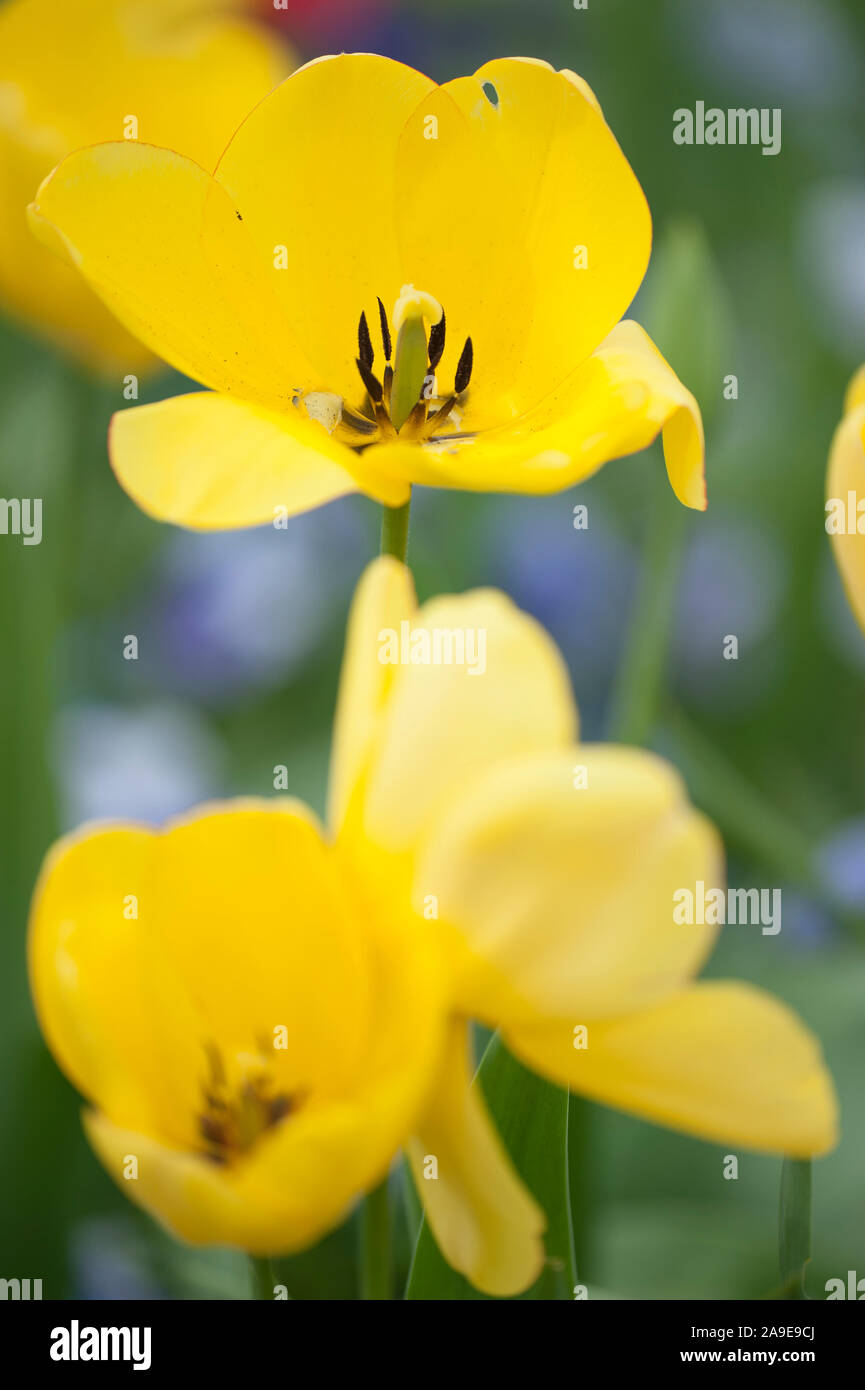 Golden parade hi-res stock photography and images - Alamy