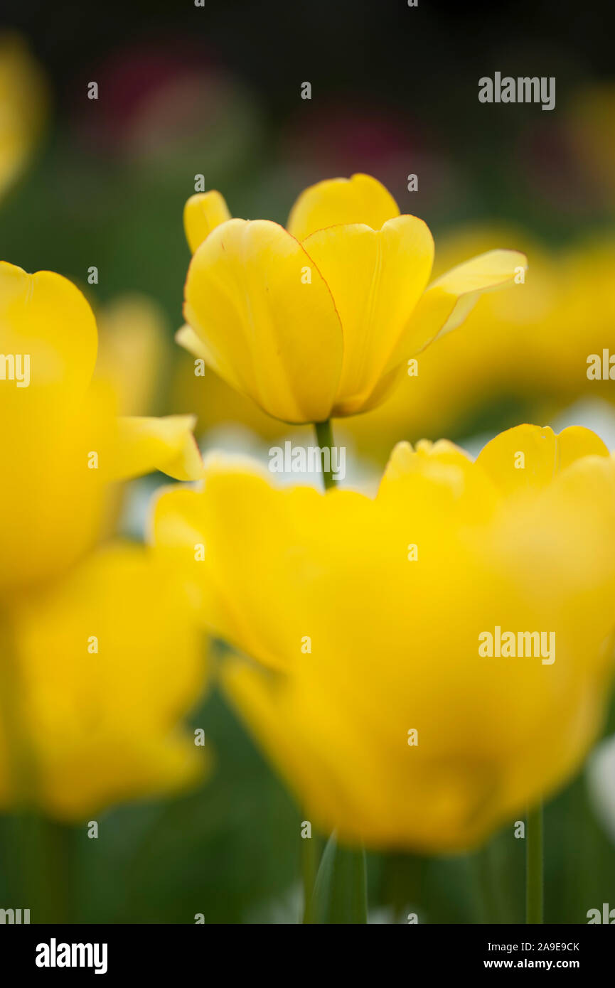 Golden parade hi-res stock photography and images - Alamy