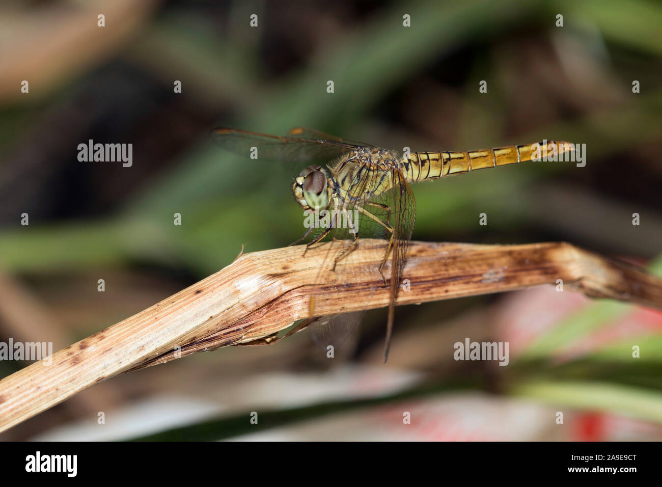 Dragonfly, female, Neurothemis intermedia atalanta, Ubon Ratchathani ...