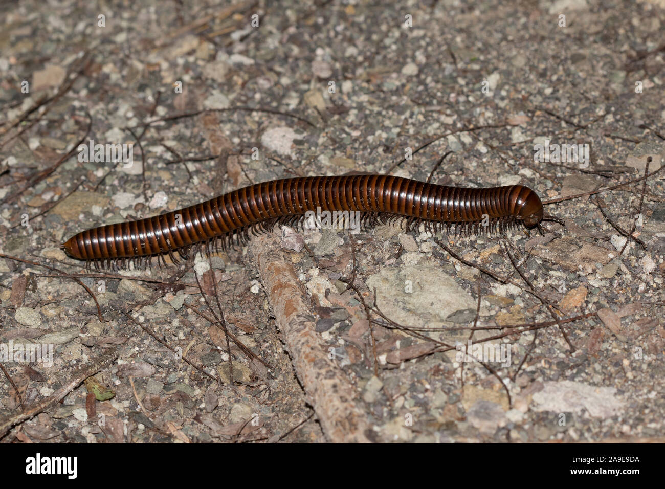 Millipede at their natural habitat hi-res stock photography and images ...
