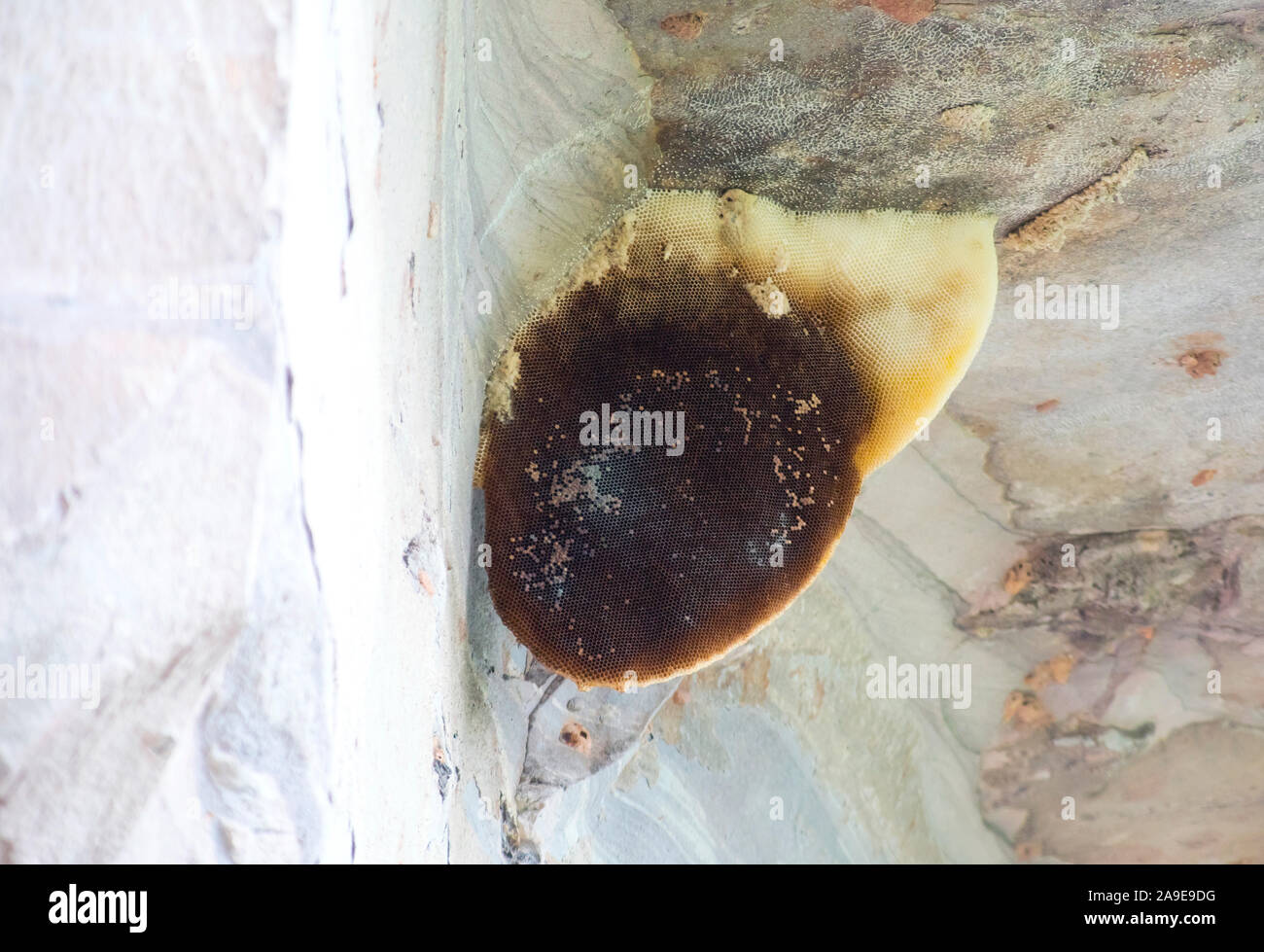 Apis laboriosa hi-res stock photography and images - Alamy