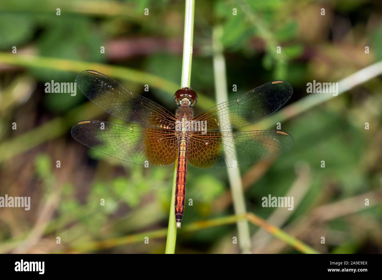 Dragonfly, male, Neurothemis intermedia atalanta, Ubon Ratchathani ...