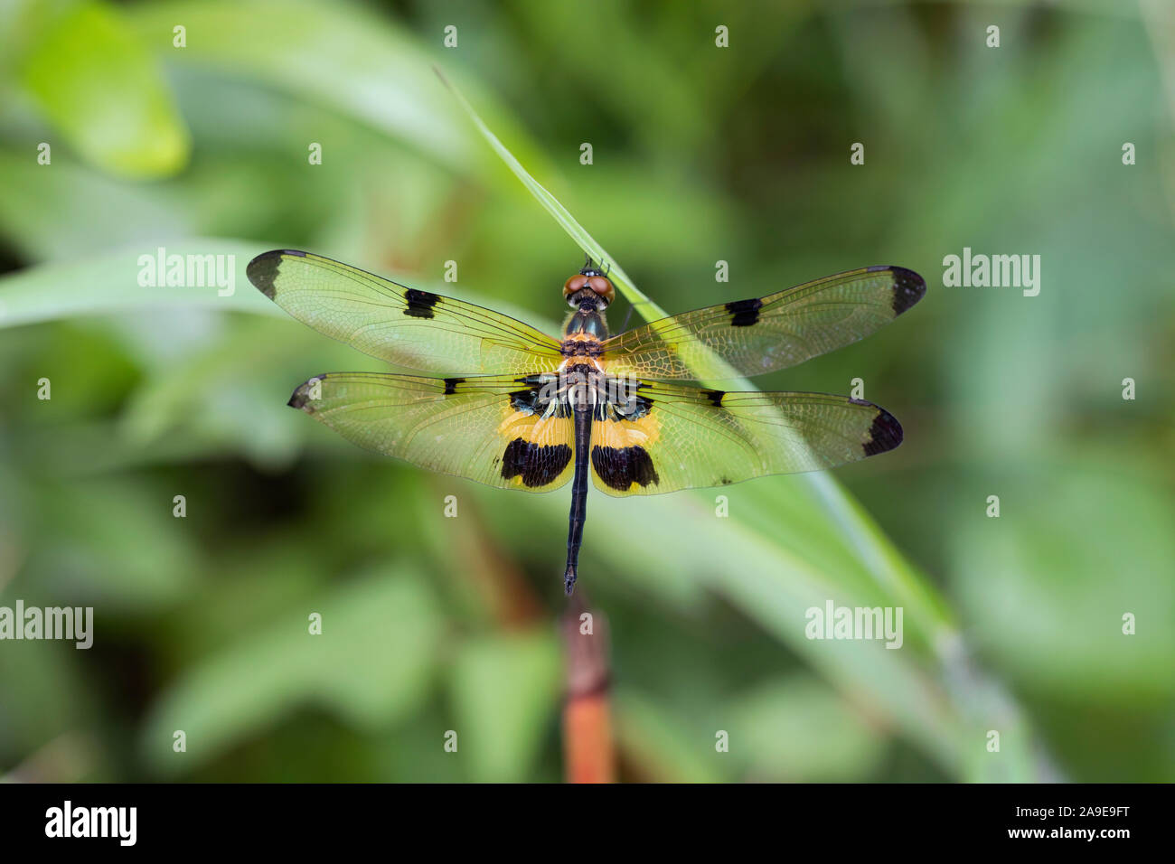 Yellow-striped dragonfly, Odonata Libellulidae Rhyothemis phyllis, Ubon ...