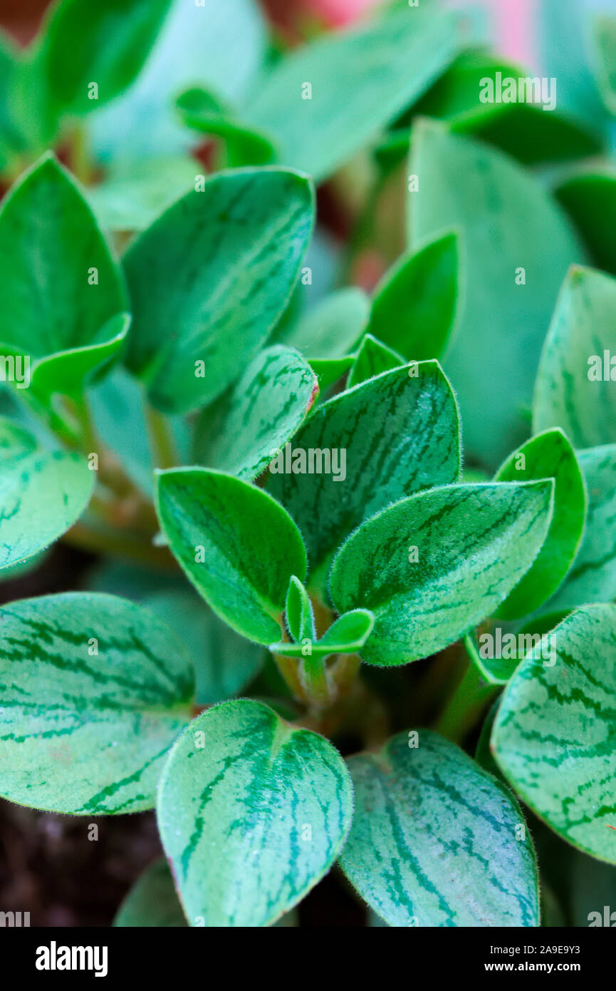 Peperomia orba hi-res stock photography and images - Alamy