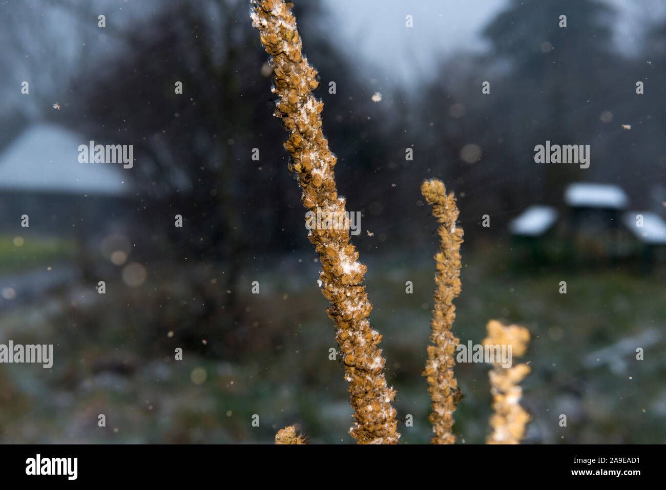 Snow in the cottage garden, dried great mullein Stock Photo - Alamy