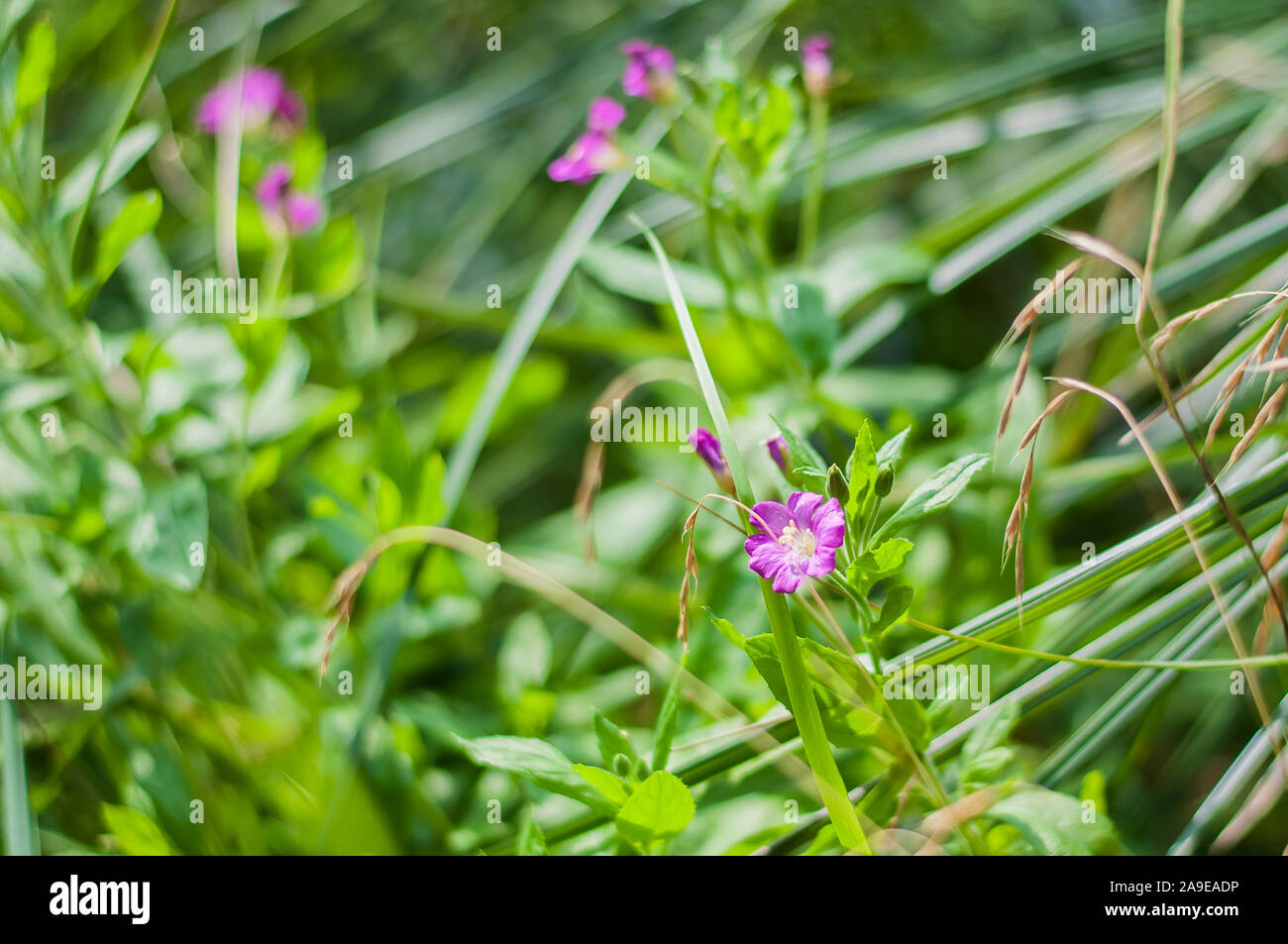 Pink wild flowers on a background of green grass Stock Photo - Alamy