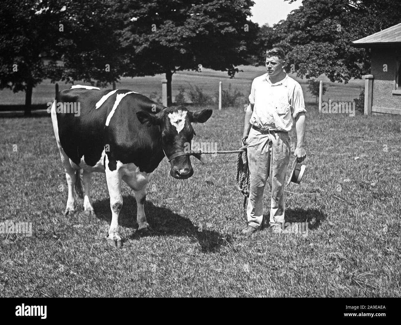 Man and cow standing in a field ca. 1930 Stock Photo - Alamy