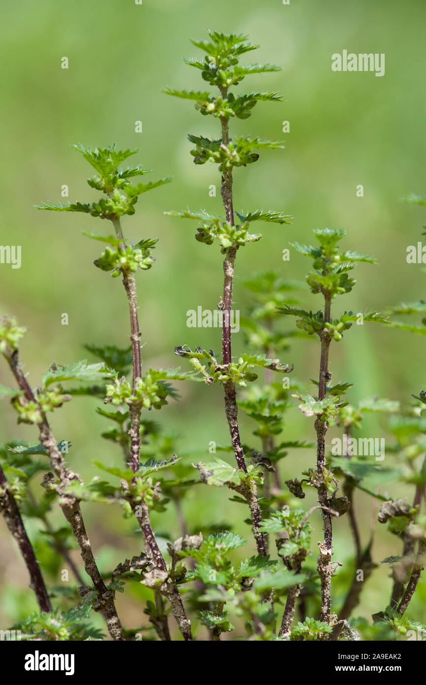 Urtica urens hi-res stock photography and images - Alamy