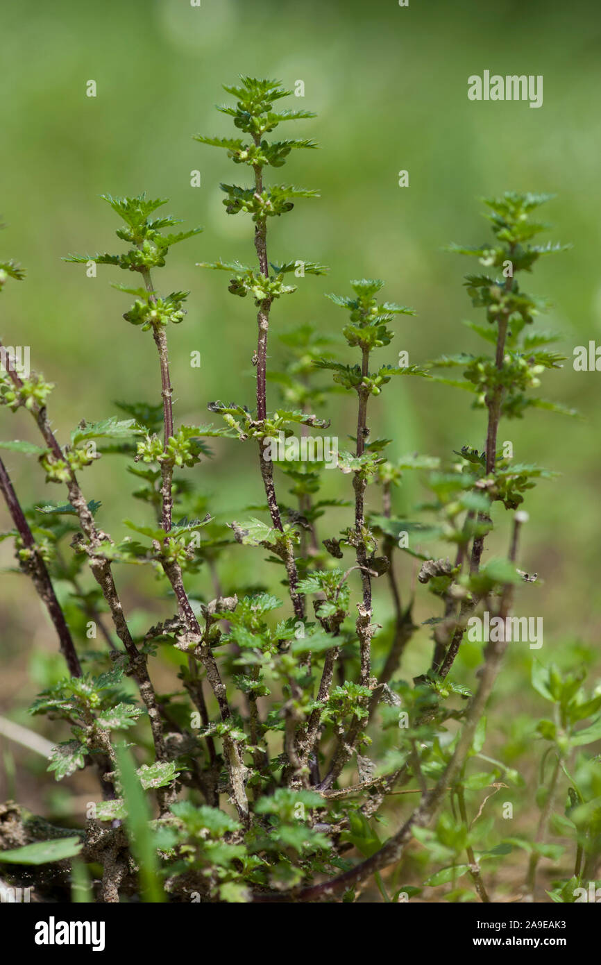 Urtica urens,Kleine Brennessel,Dwarf nettle,Small nettle Stock Photo ...