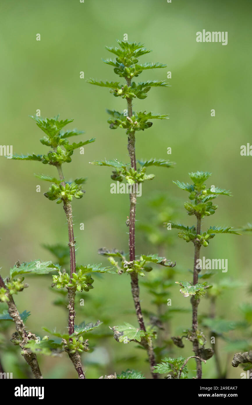 Urtica urens,Kleine Brennessel,Dwarf nettle,Small nettle Stock Photo ...