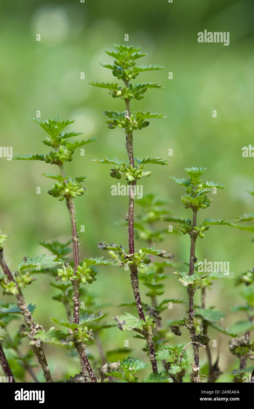 Dwarf nettle urtica urens hi-res stock photography and images - Alamy