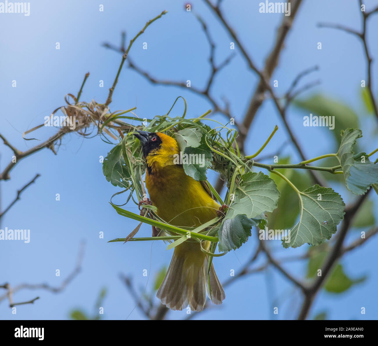 A southern masked-weaver a South African near-endemic bird building his ...