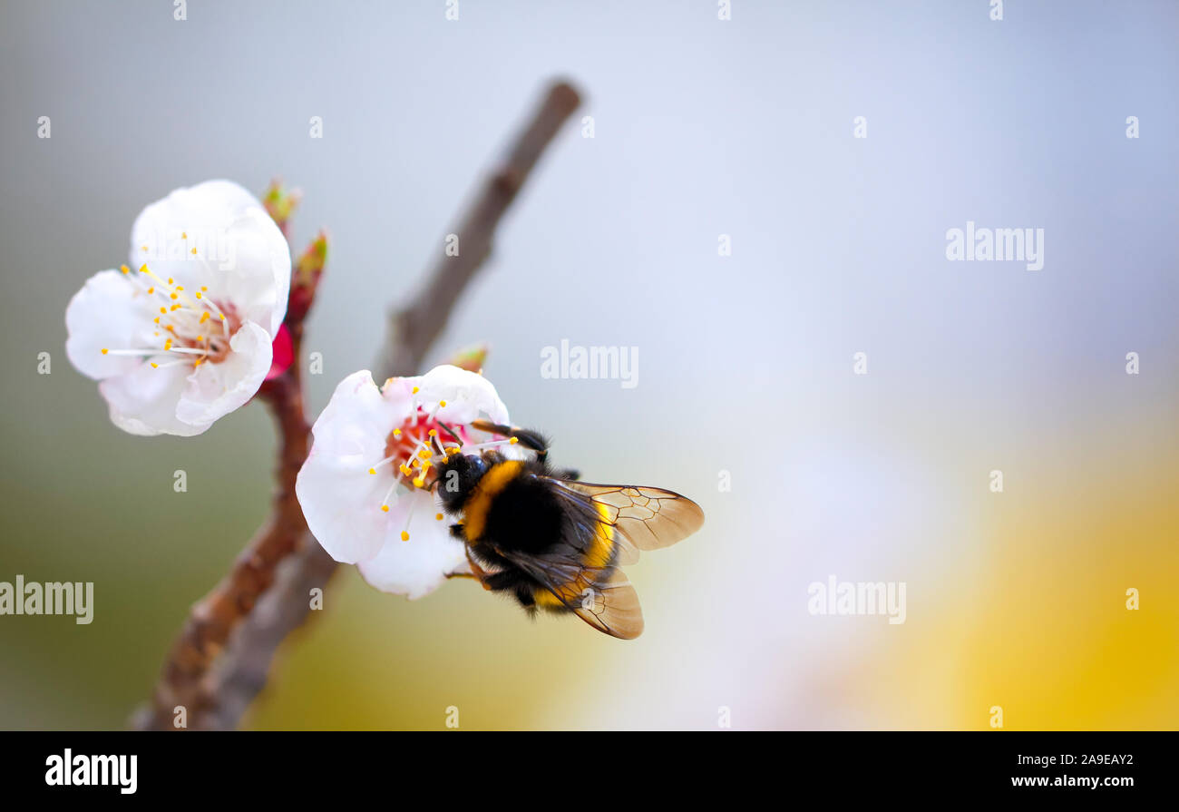 A photography of a beautiful little bee in early spring time Stock ...